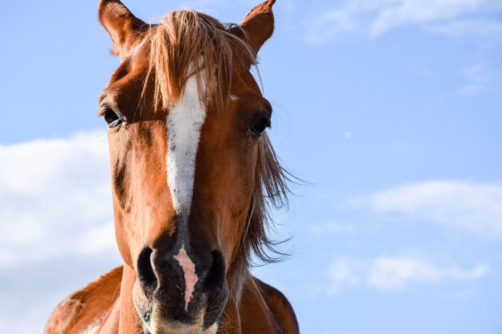 Kimblewick Equestrian Centre Tuddenham