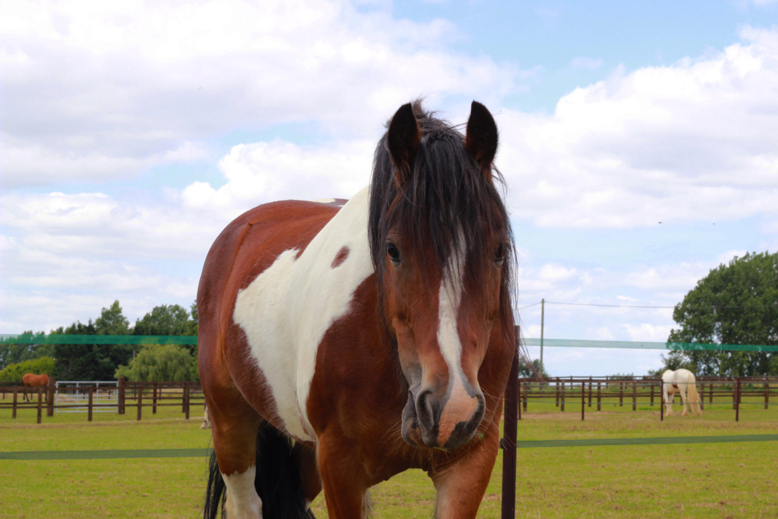 Gallery - Kimblewick Equestrian Centre