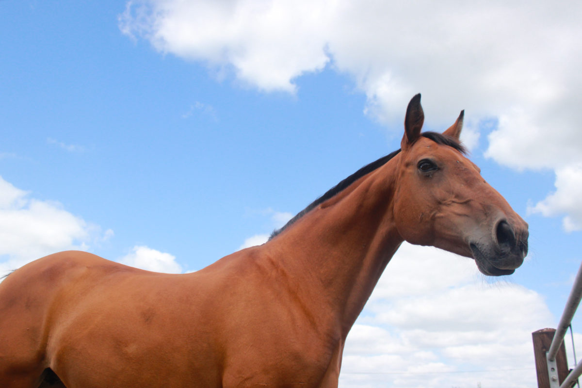 Gallery - Kimblewick Equestrian Centre