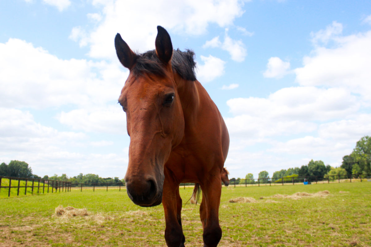 Gallery - Kimblewick Equestrian Centre
