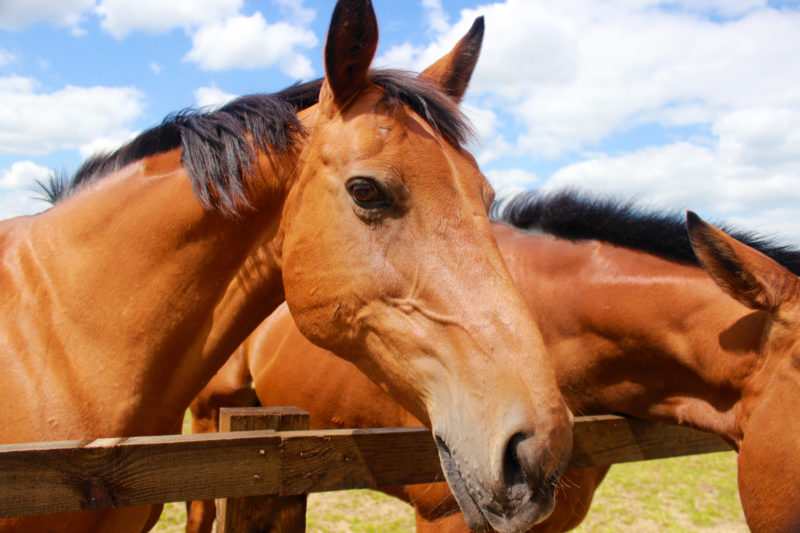 Horse Riding Clubs - Adult Riding Club - Kimblewick Equestrian Centre