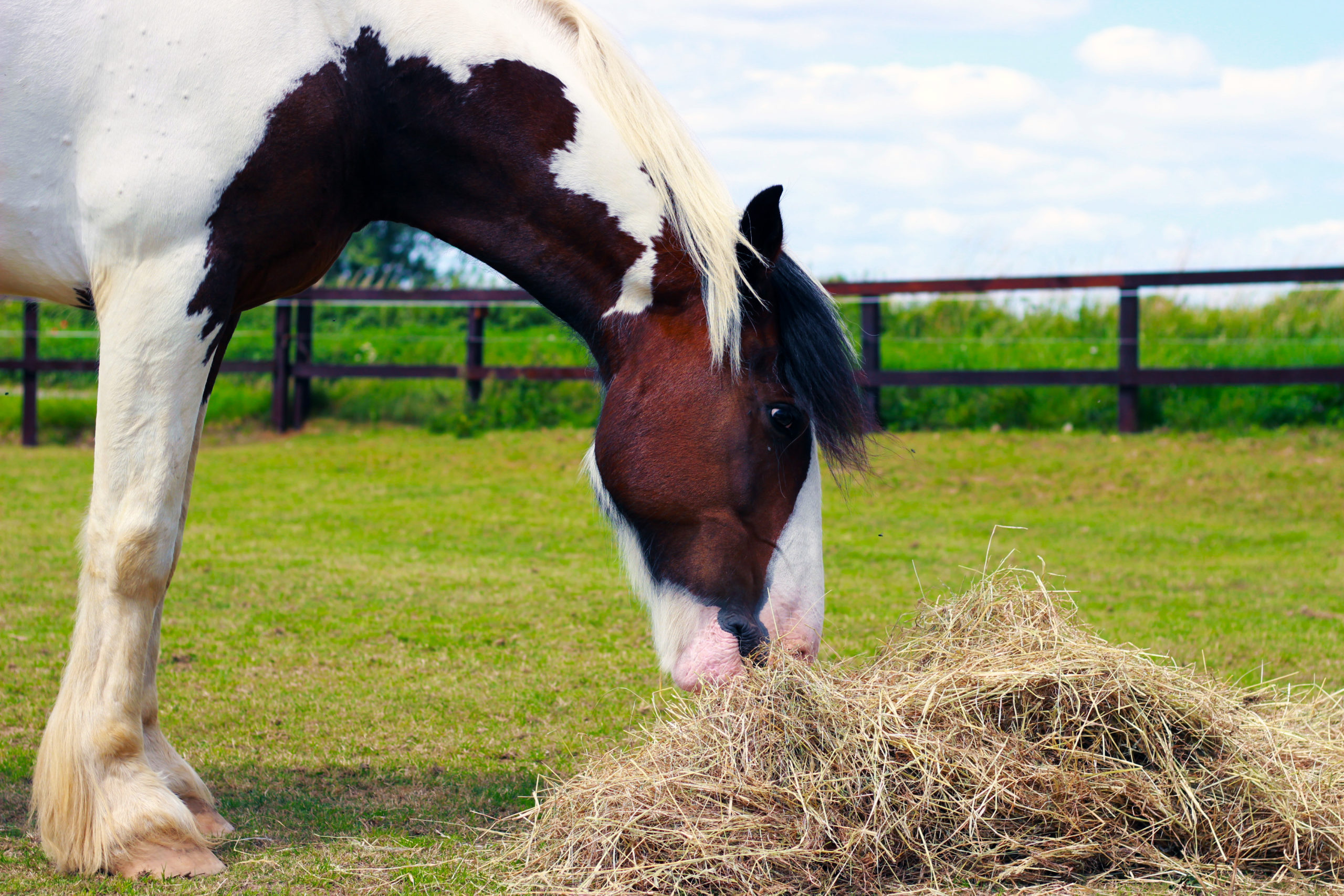 Kimblewick Equestrian Centre - Norfolk Riding School & Livery Yard