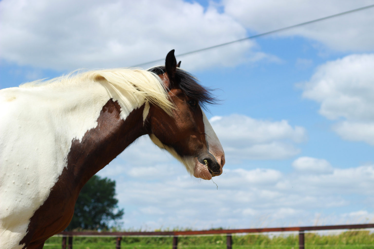 Gallery - Kimblewick Equestrian Centre