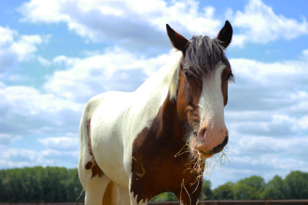 Gallery - Kimblewick Equestrian Centre