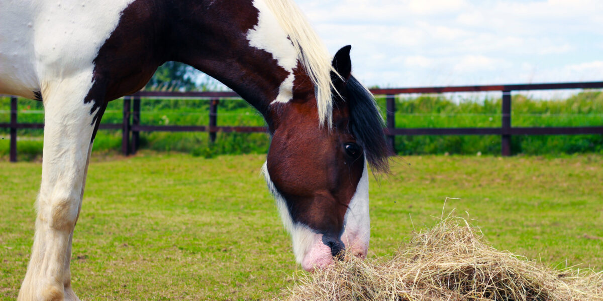 Upcoming BHS Events - Kimblewick Equestrian Centre