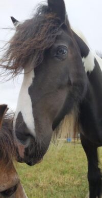 Meet The Horses - Kimblewick Equestrian Centre North Tuddenham