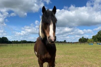 Meet The Horses - Kimblewick Equestrian Centre North Tuddenham