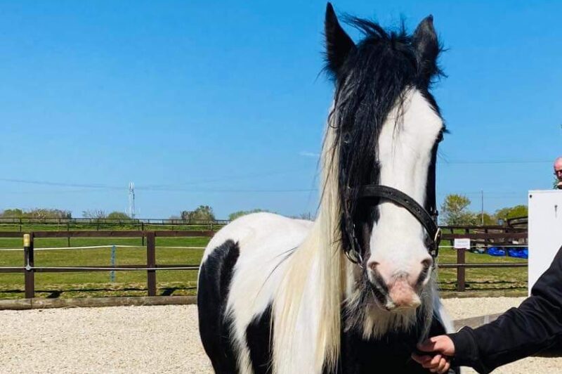Meet The Horses - Kimblewick Equestrian Centre North Tuddenham