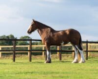 Meet The Horses - Kimblewick Equestrian Centre North Tuddenham