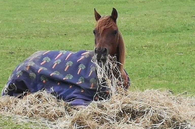 Meet The Horses - Kimblewick Equestrian Centre North Tuddenham