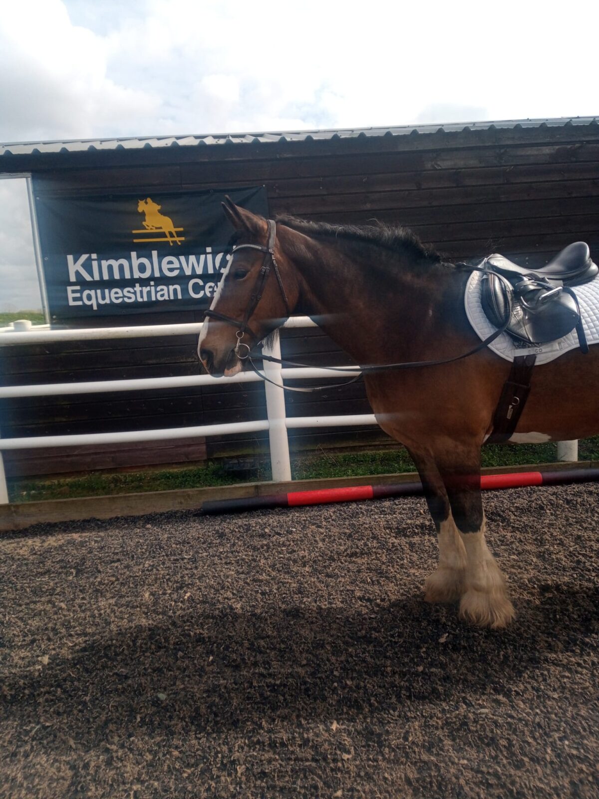 Meet The Horses - Kimblewick Equestrian Centre North Tuddenham